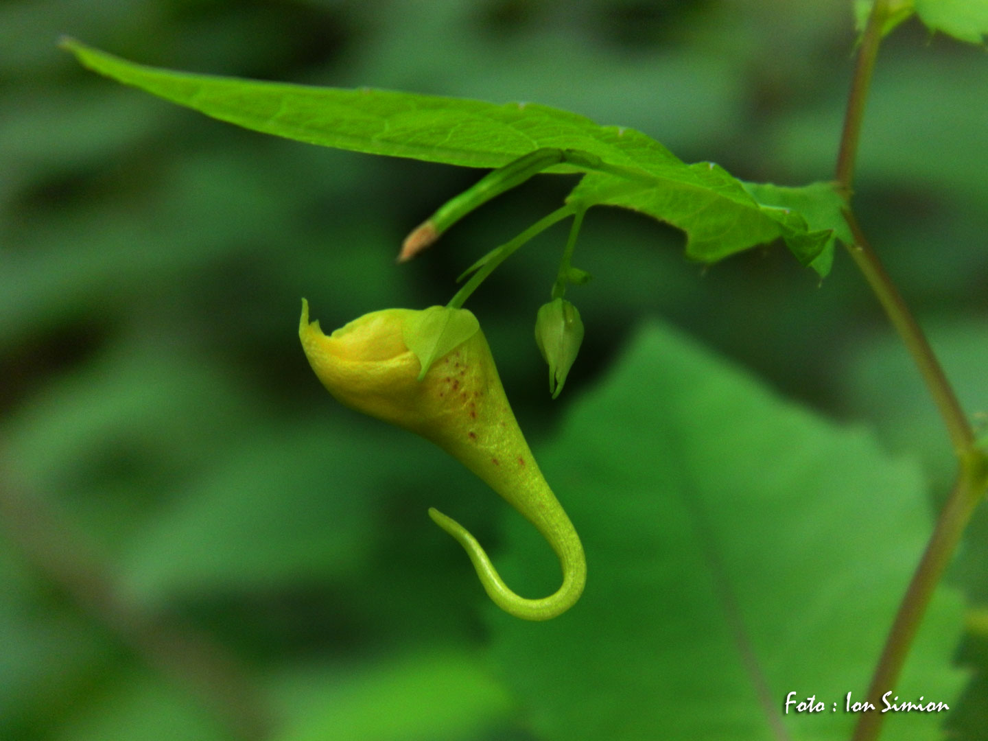 De vorba cu mine însumi: Slăbănog