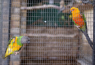 Parrots Pet Guide: Best Parrots for Sale