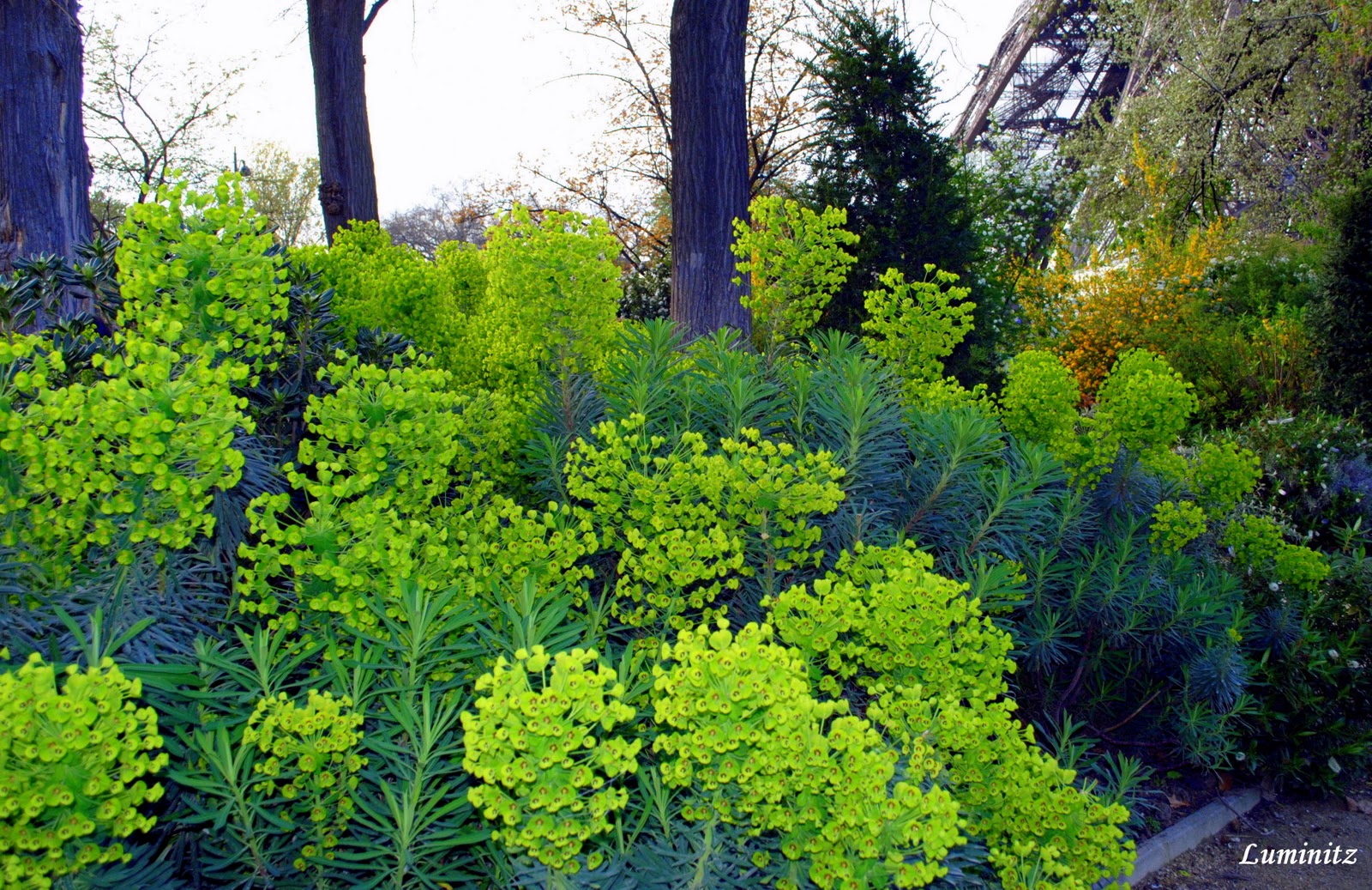 Luminitz Photos: Verde de Paris