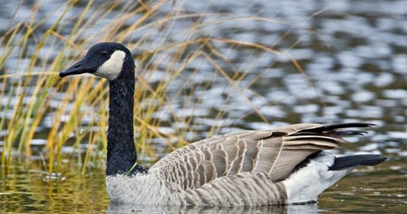 Linchpin Mike: Geese