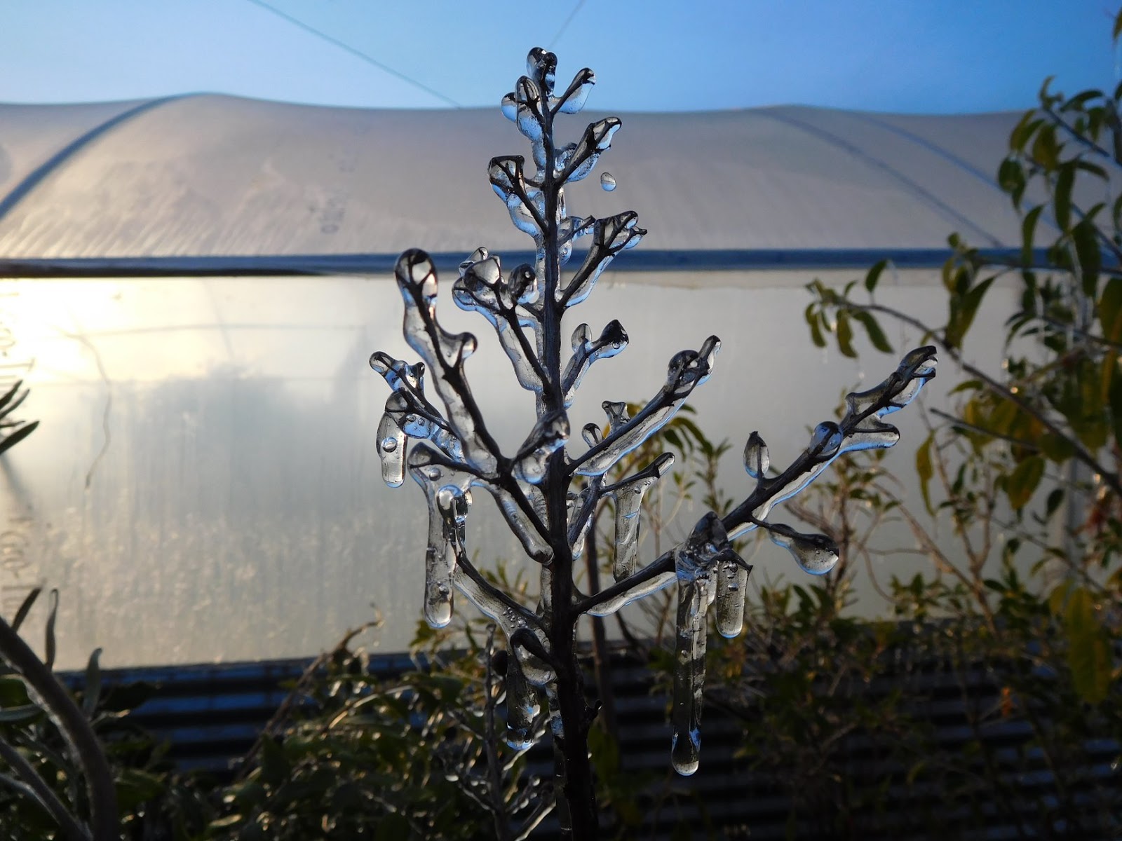 Daleys Fruit Tree Blog: Frost Protection at Daleys Fruit Tree Nursery