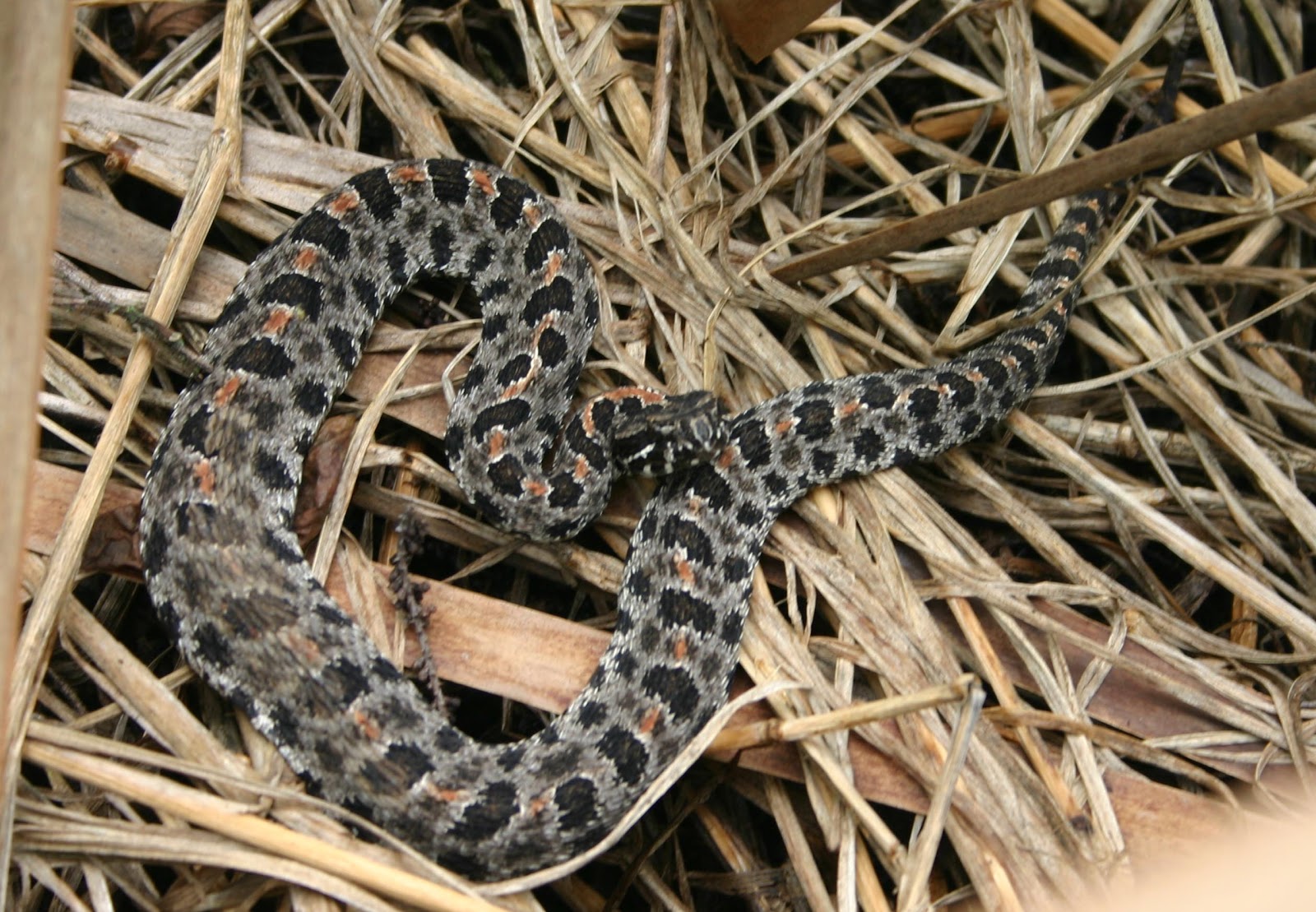 Panther Island Adventures: Critter of the Week Feb. 14: Dusky Pigmy ...