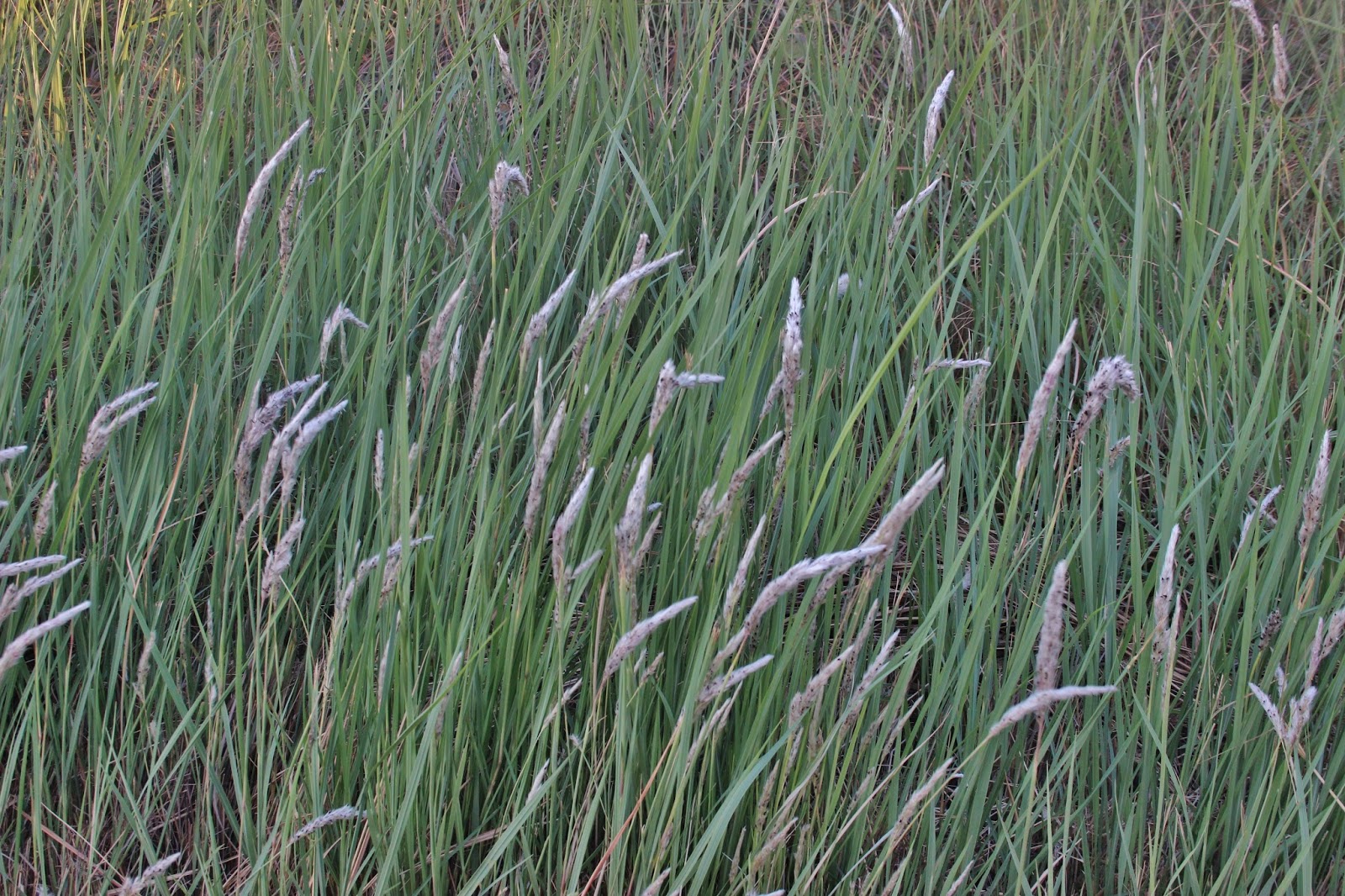 Biodiversity of Cyprus by NGO Protection of the Natural Heritage and ...