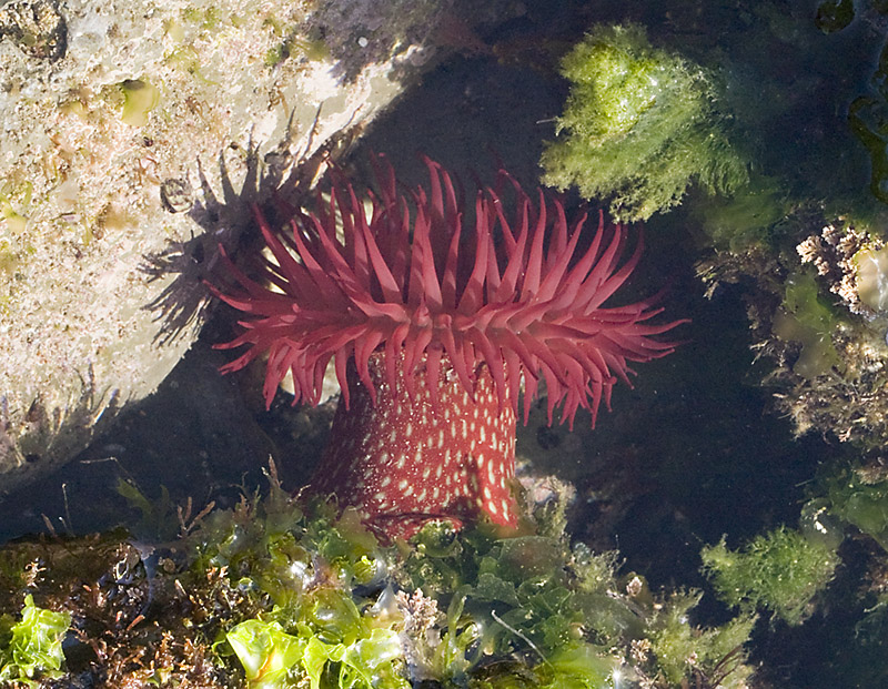 Paseos por la naturaleza: Actinia fragacea. Anémone fresa.