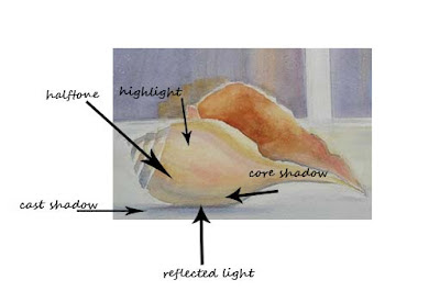 Creating with Kaiser: A Watercolor Study of Shells
