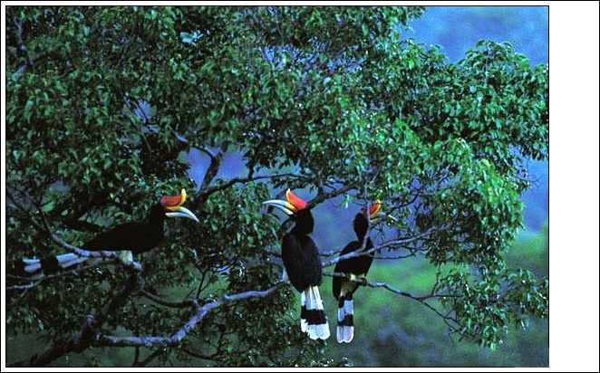 Gambar Burung Enggang | Dunia Binatang