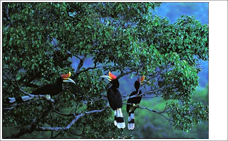 Gambar Burung Enggang | Dunia Binatang