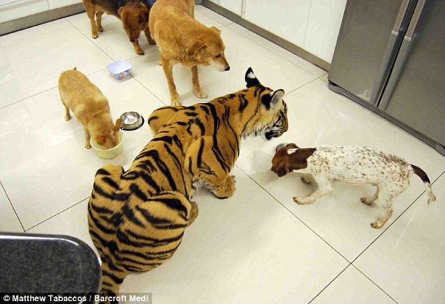 Comtú Gourmets: Un Tigre Como Mascota