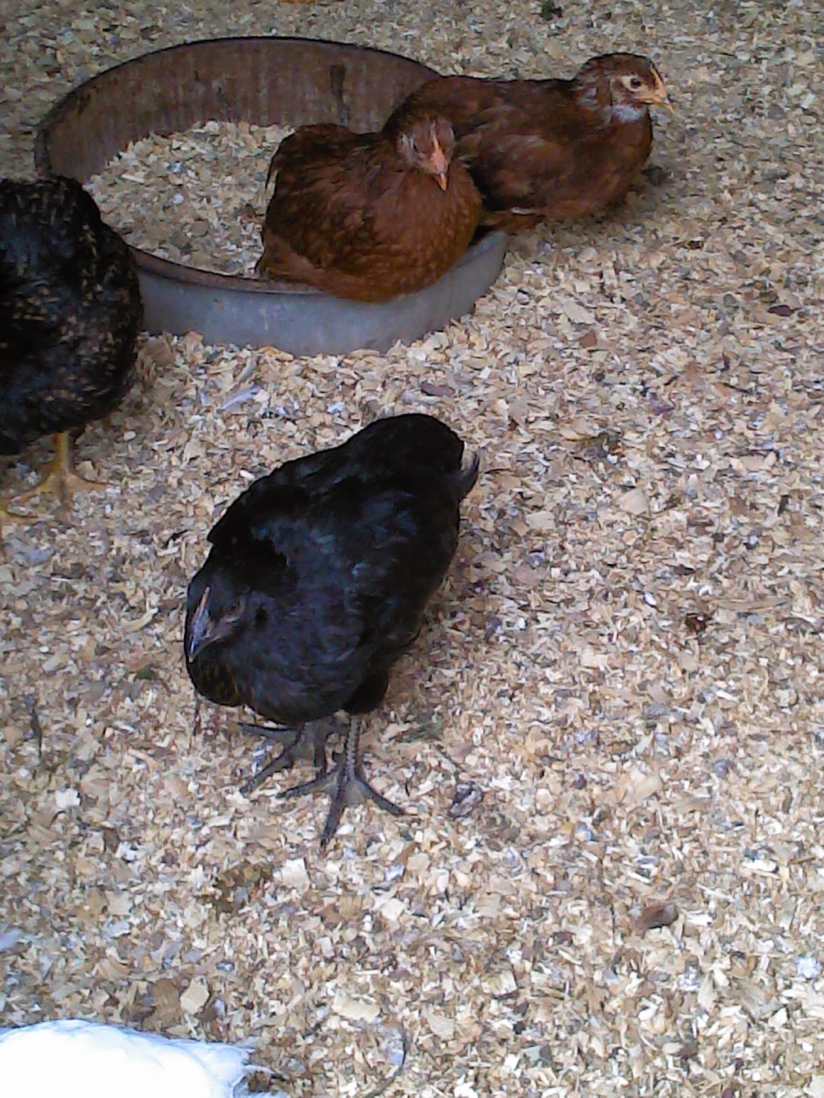 Introducing the Chickens! - Living Life in Rural Iowa