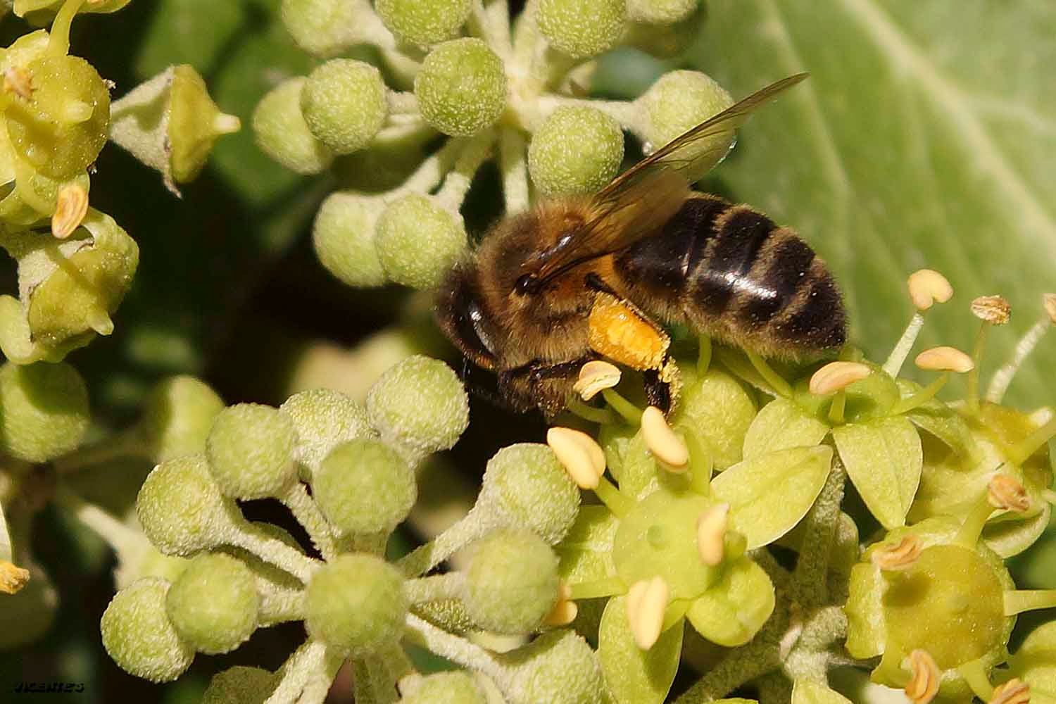 Fauna silvestre de Hormaza: Apis mellifera