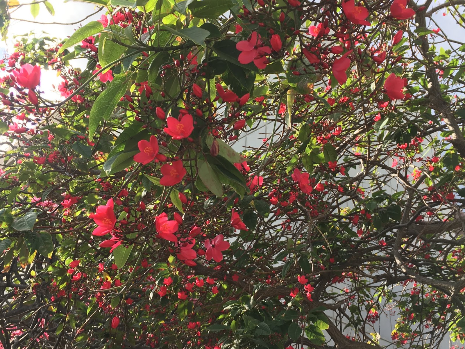 Jatropha integerrima (Peregrina)