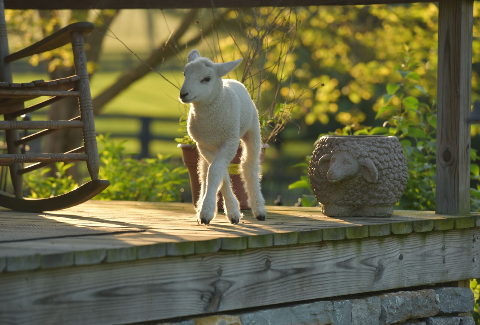 More Favorite Sheep: Fast Photo