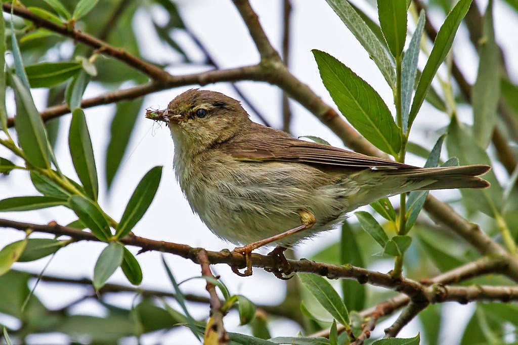 CAMBRIDGESHIRE BIRD CLUB GALLERY: Willow Warbler