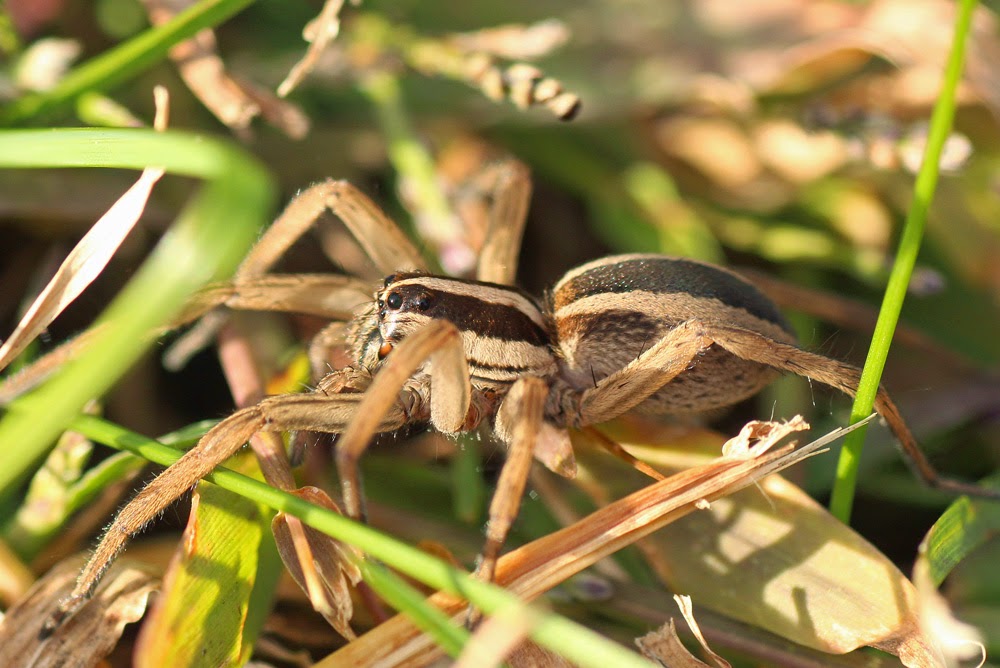 MObugs: Dotted Wolf Spider