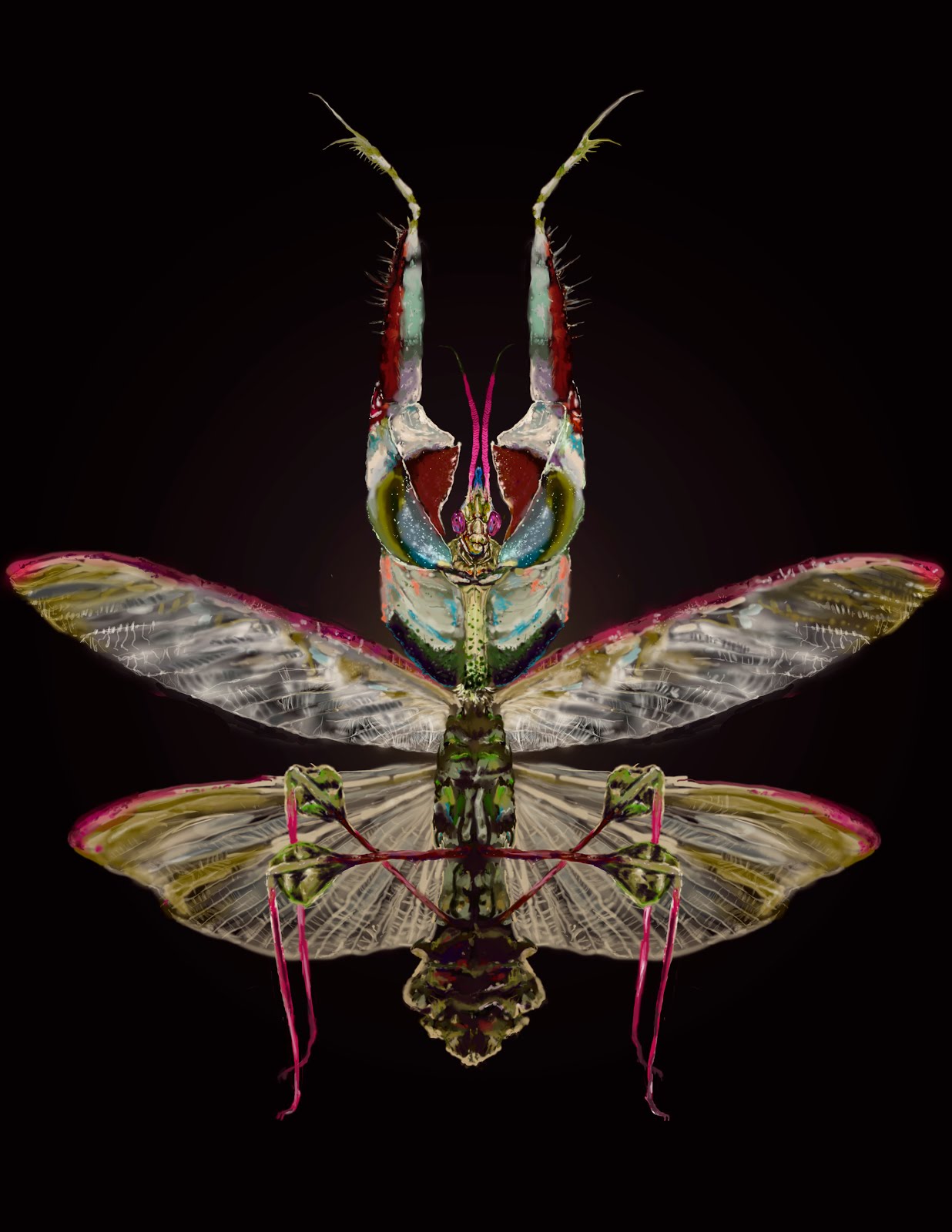 Idolomantis diabólica - Brian Salve