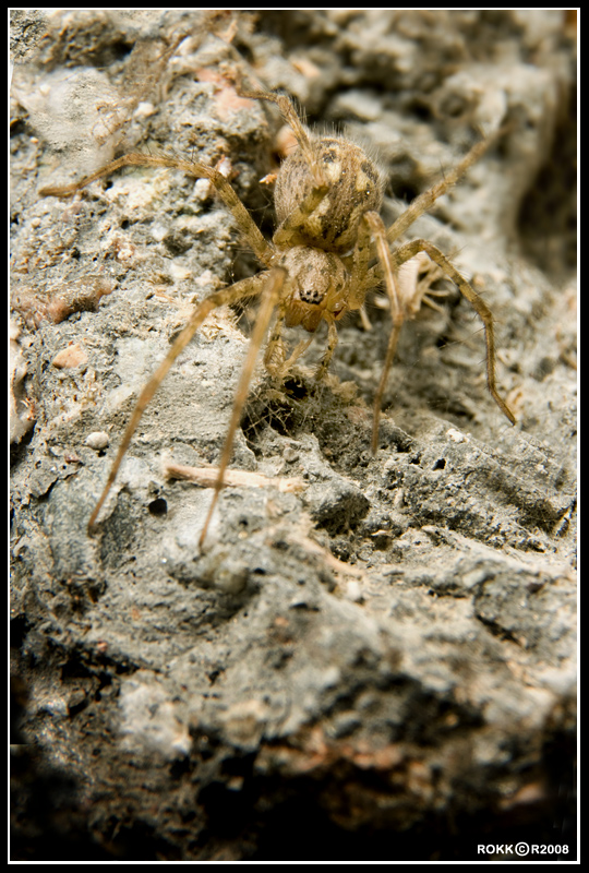 MACROEXPERIENCE: RAGNI