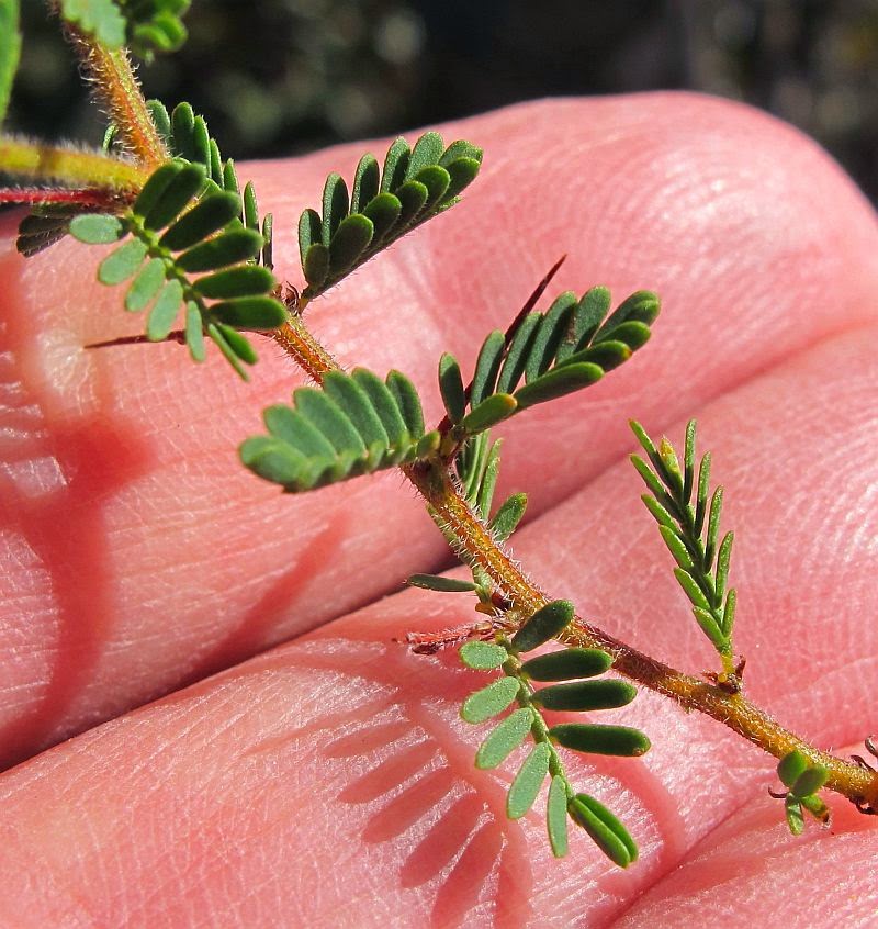 Esperance Wildflowers: Acacia pulchella var. glaberrima – Prickly Moses