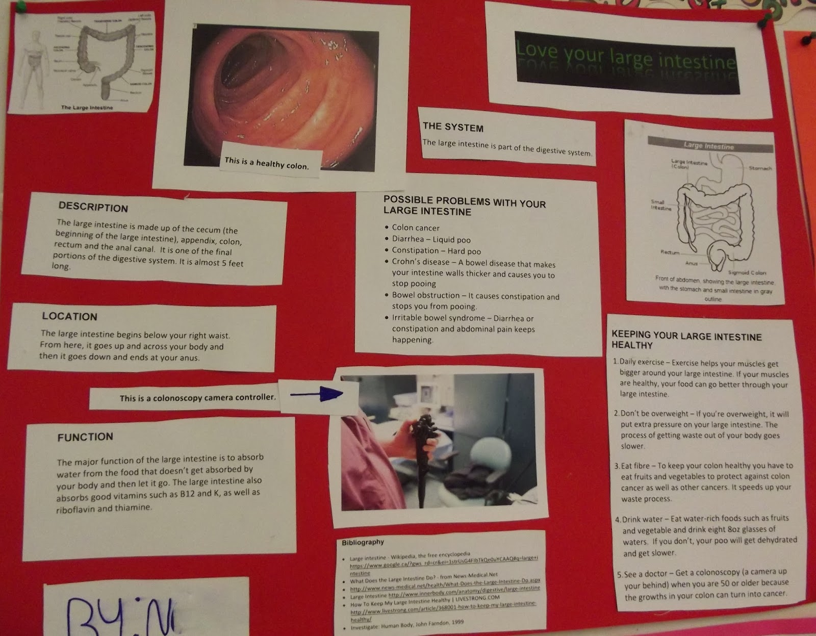 Room 13: Organs of the Human Body Science Projects - Grade 5