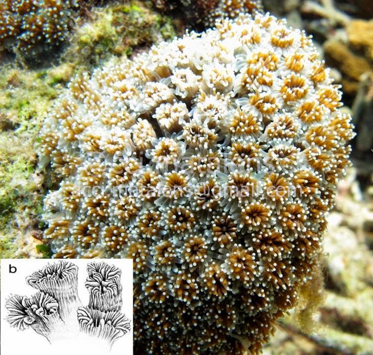 Pamacca: Bentuk Pertumbuhan Karang