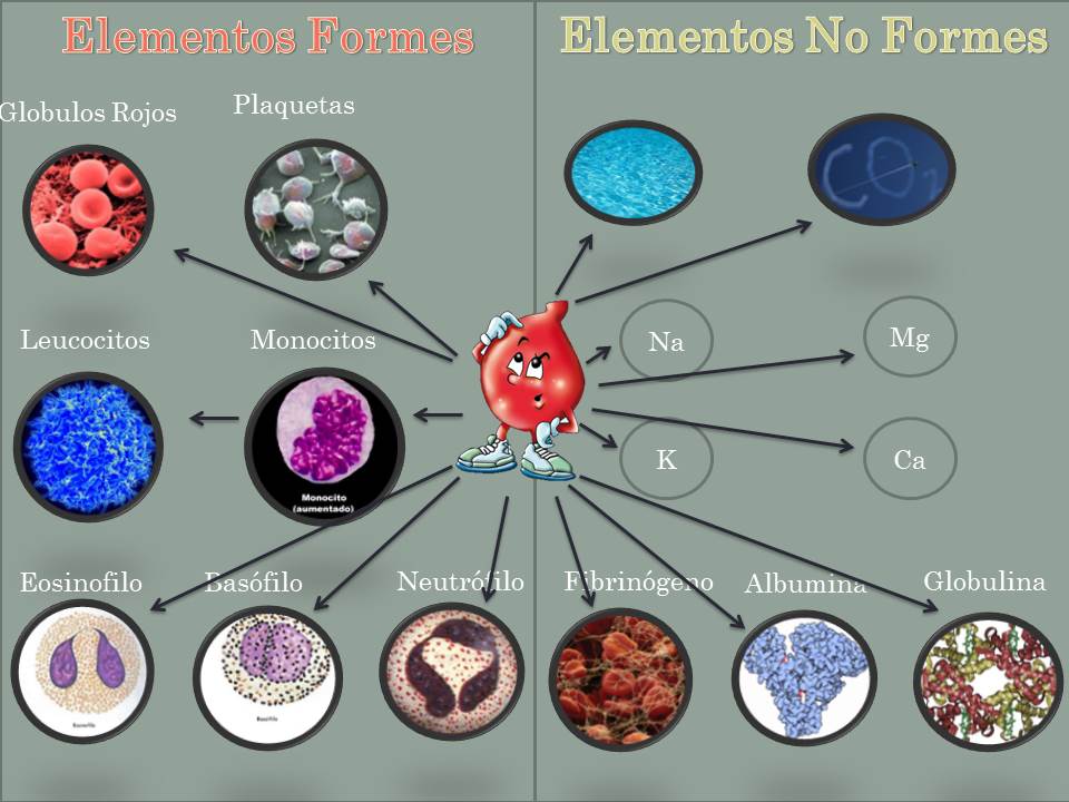 Joel Arredondo: mapa mental de elementos formes de la sangre