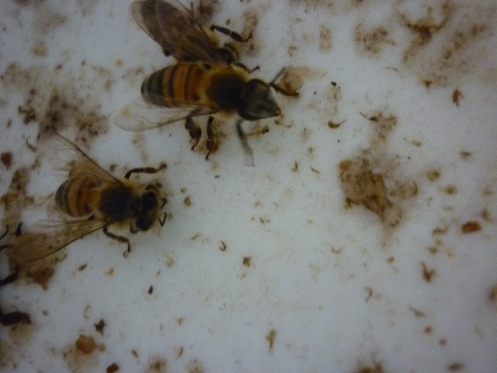 ABEJAS & AVISPAS: CARACTERISTICAS DE LA ABEJA AFRICANIZADA