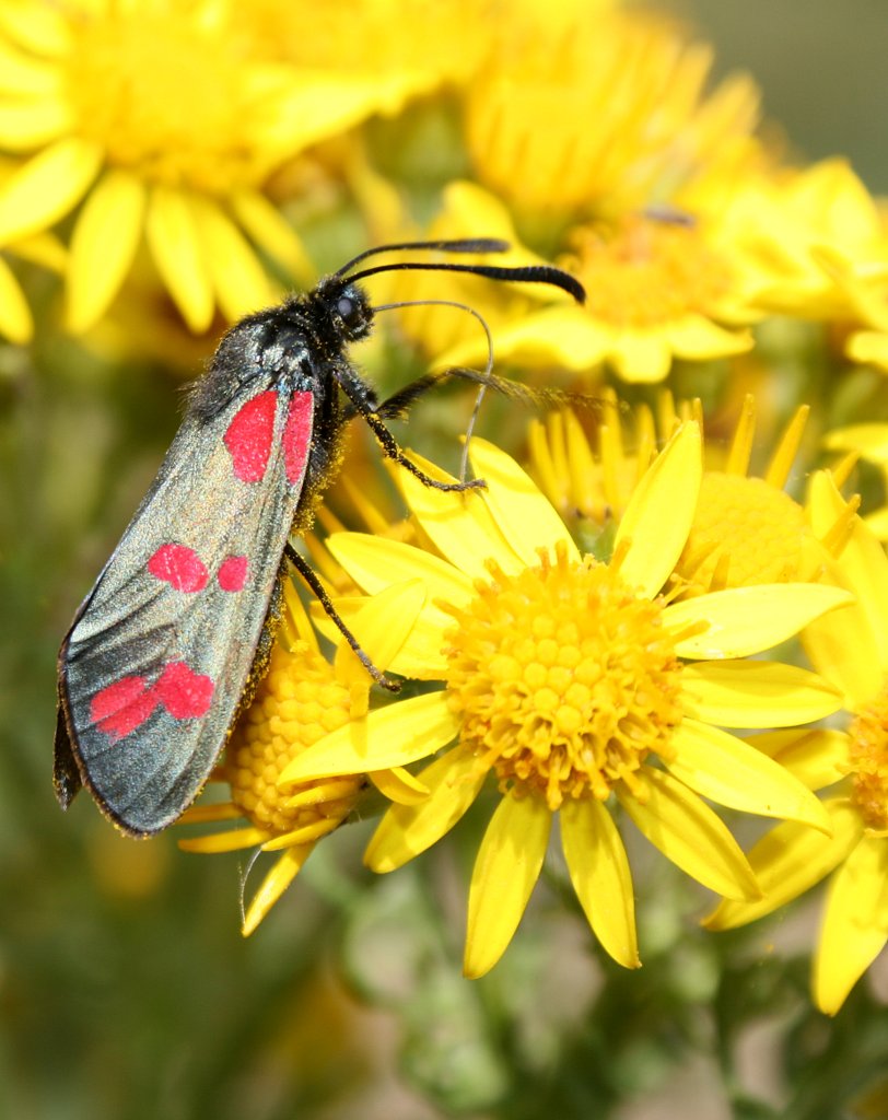 A life at the shoreline. .. by Jeff Copner : Six-spot Burnet Moth