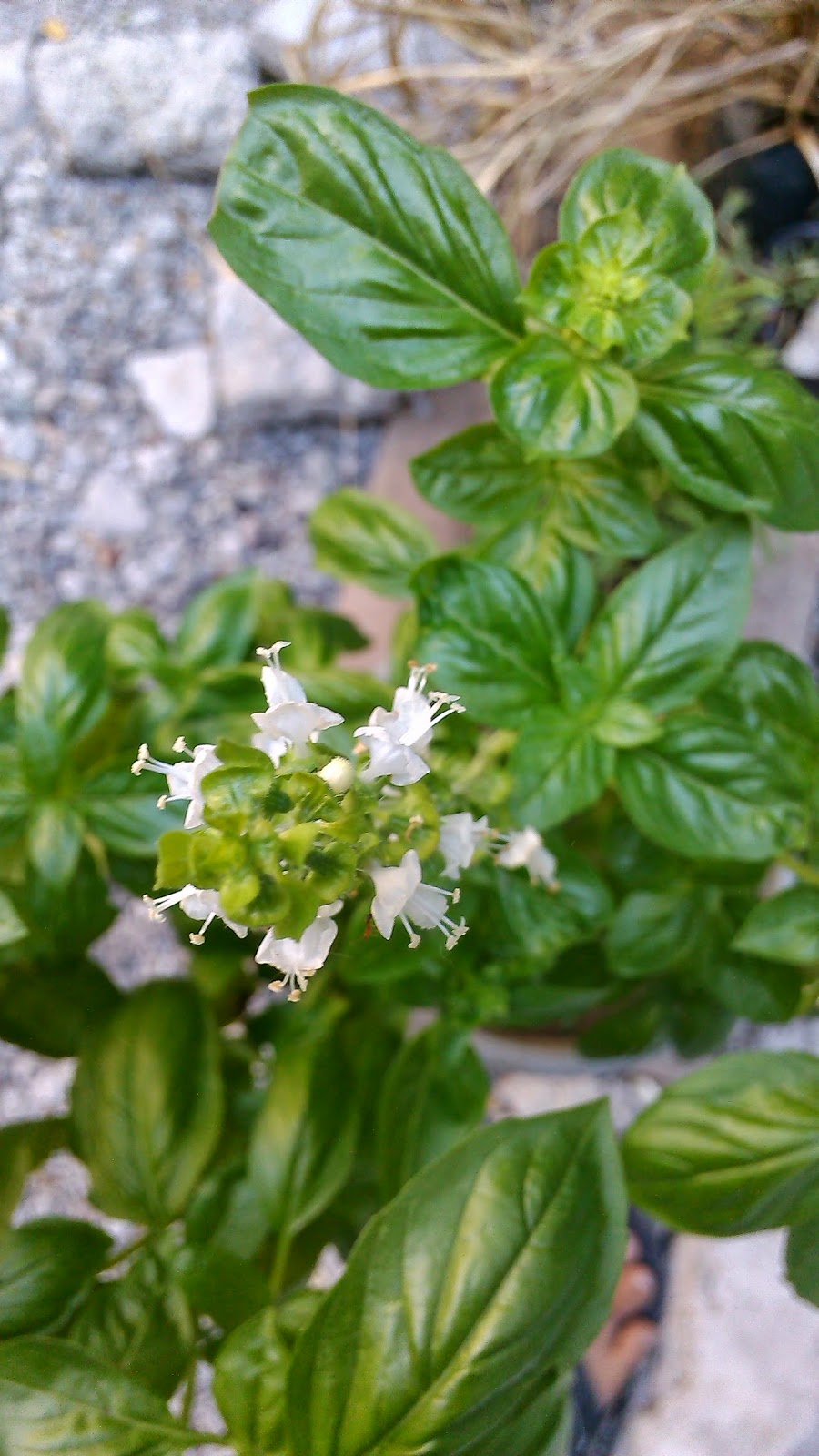 Basil Flowers - Pinoy Bonsai