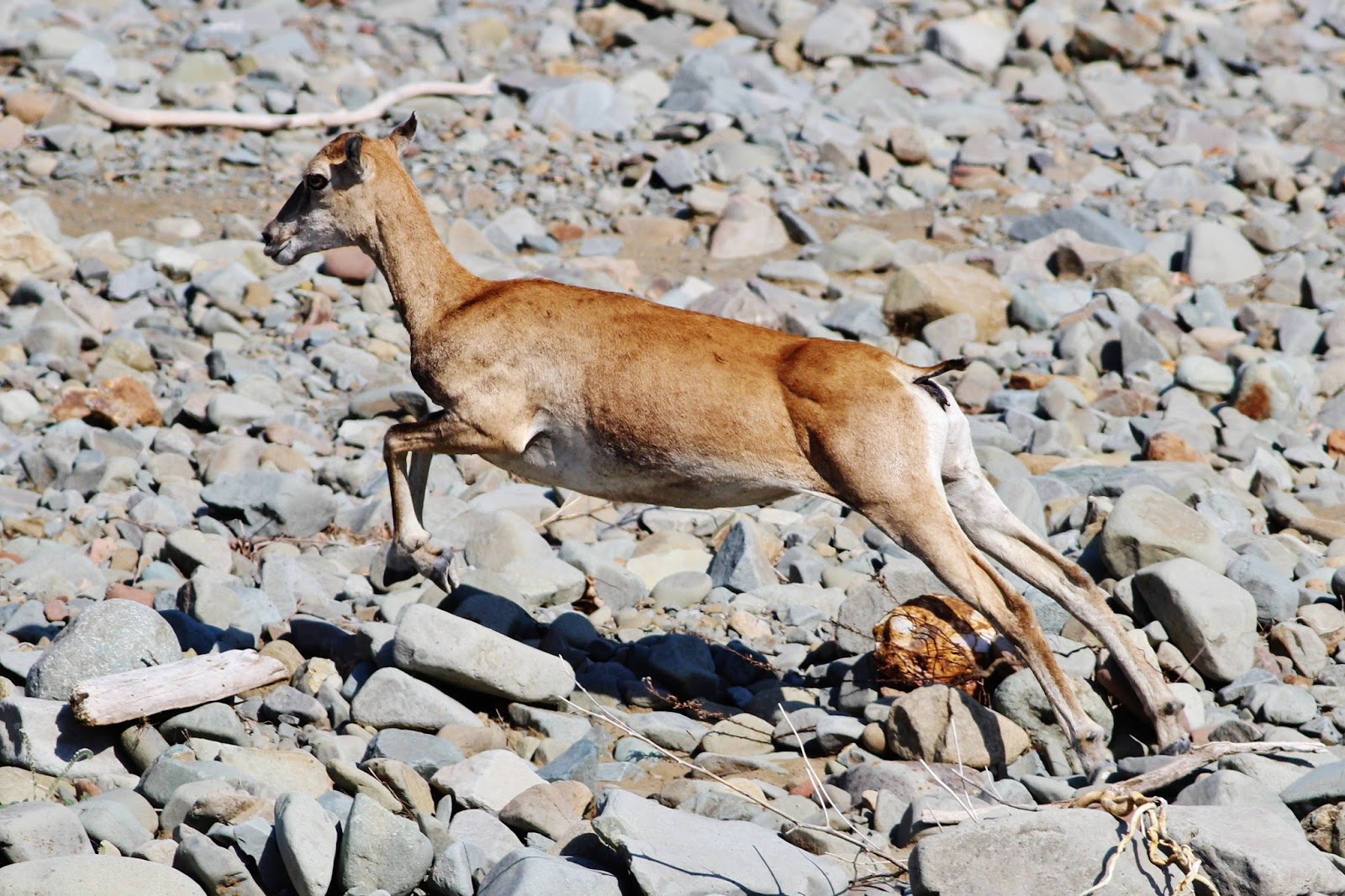Mammals of Cyprus - Τα θηλαστικά της Κύπρου by George Konstantinou ...