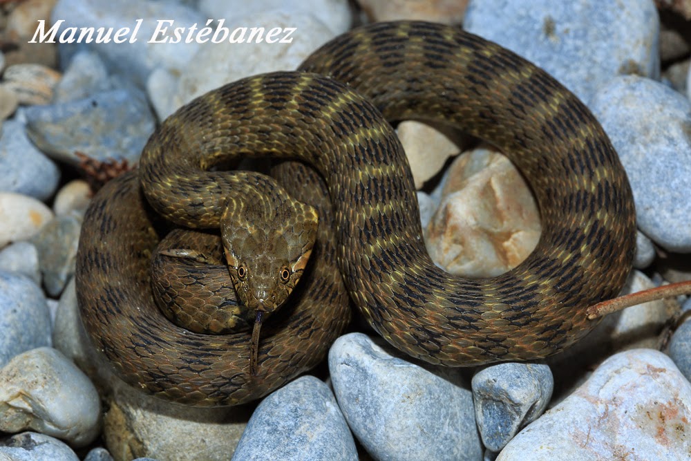 Miradas Cantábricas: Culebra viperina o culebra de agua (Natrix maura)