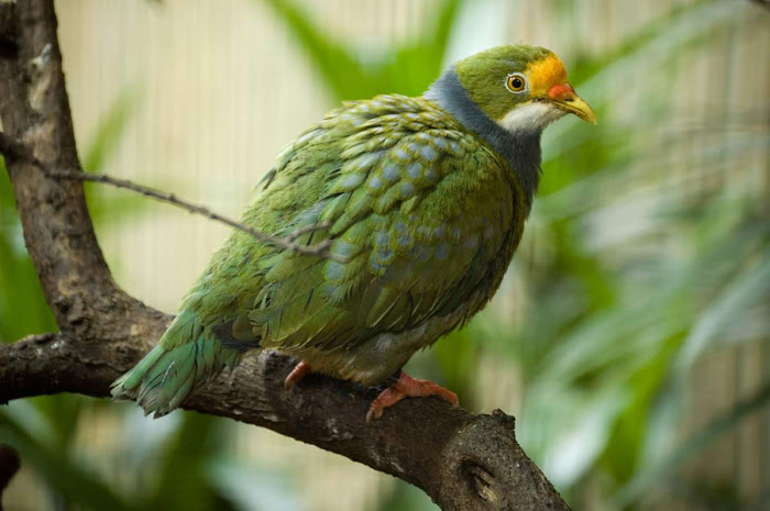 Πτιλινόπους - Ορνιθοπανίδα