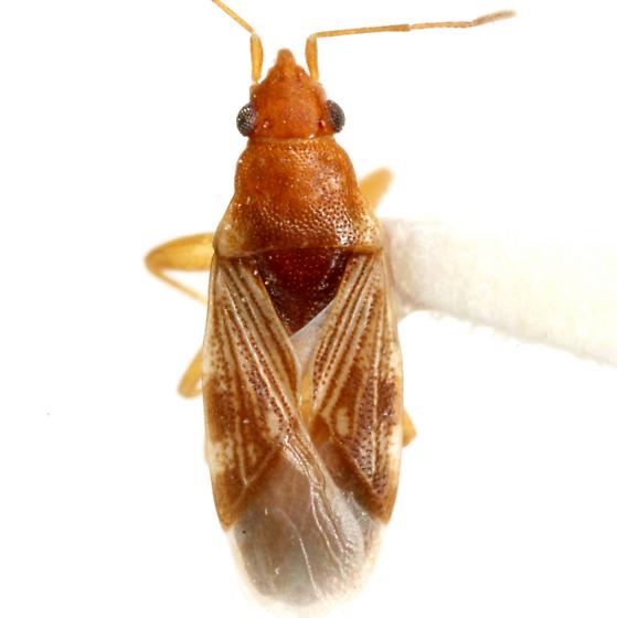 INSECTOS DE P.R. In Memoriam Dr Luis F Martorell y Dr Alain Liogier ,DR ...