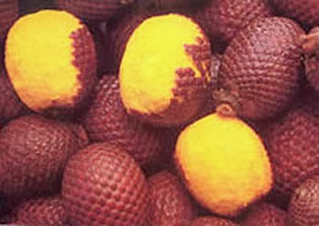 CULTURA GASTRONÓMICA DE AMÉRICA