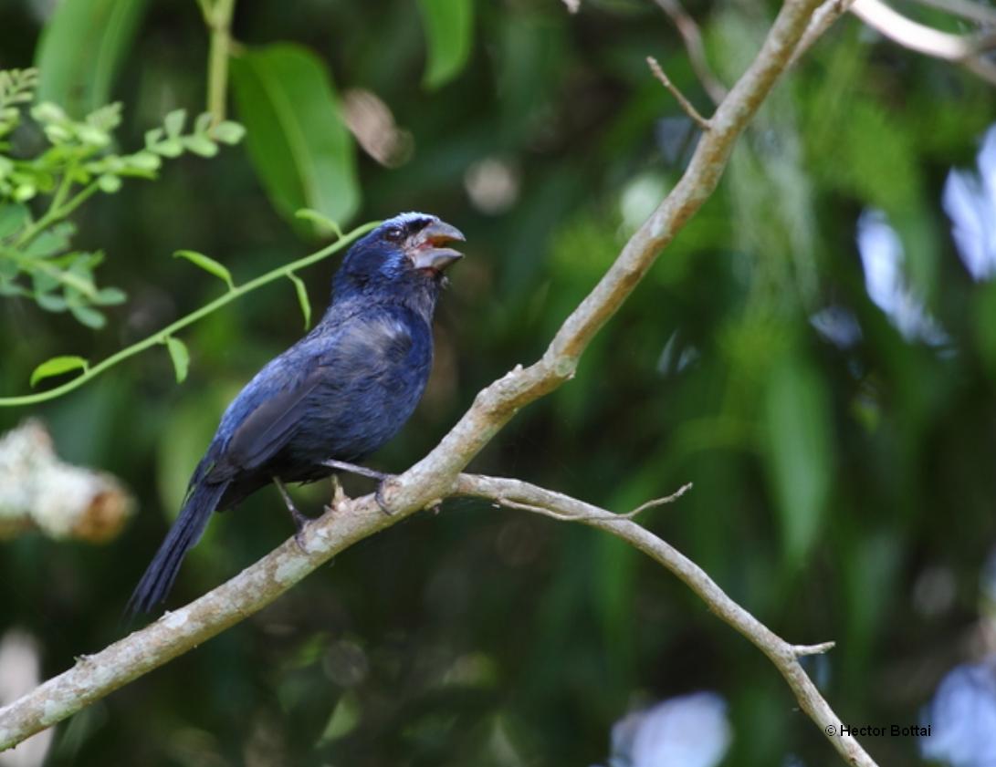 Festival Brasileiro das Aves Migratórias: Azulão
