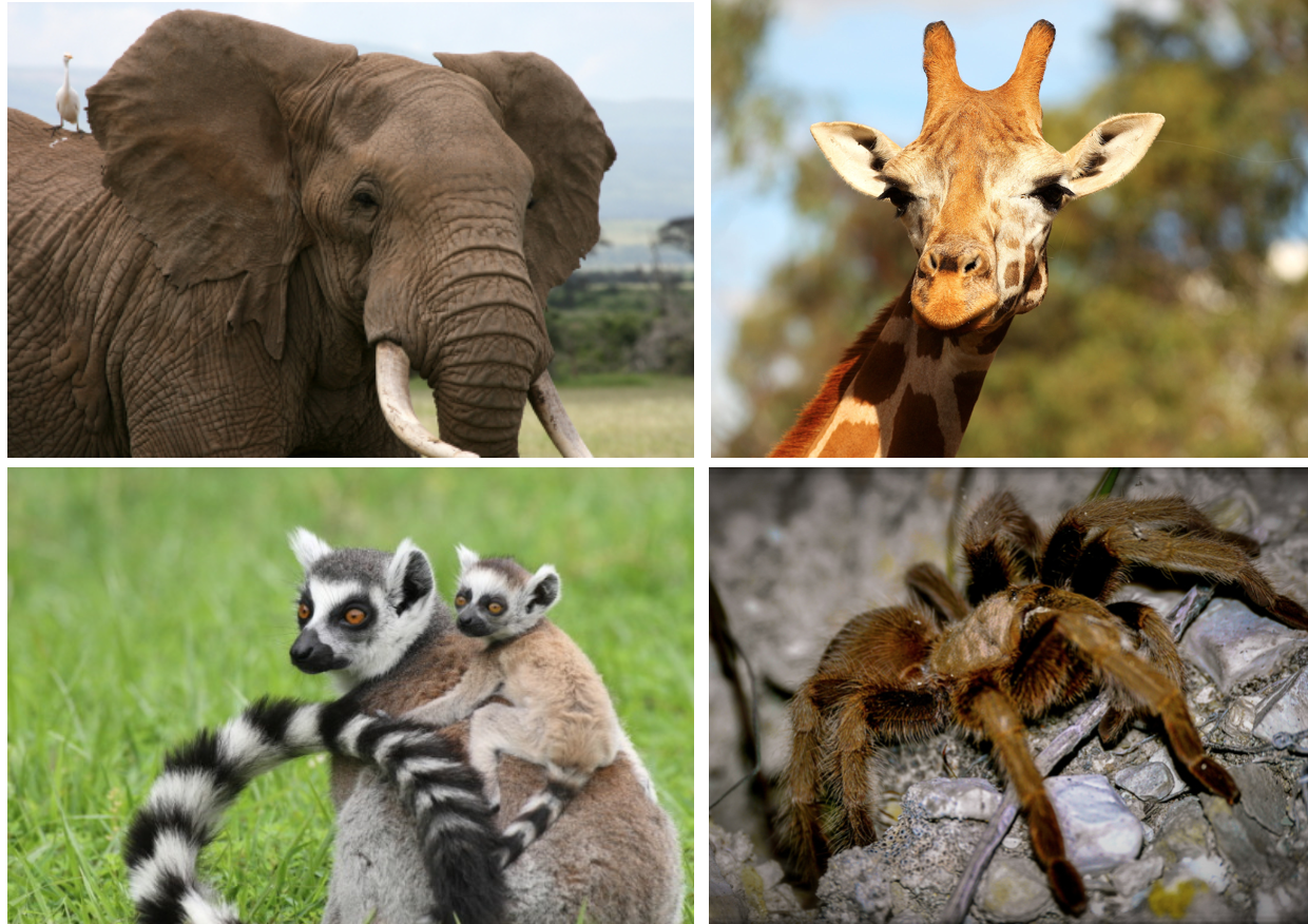 Is the extinction of the modern zoo inevitable? - Science in the City