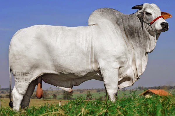 OngoleCow: Ongole Bull