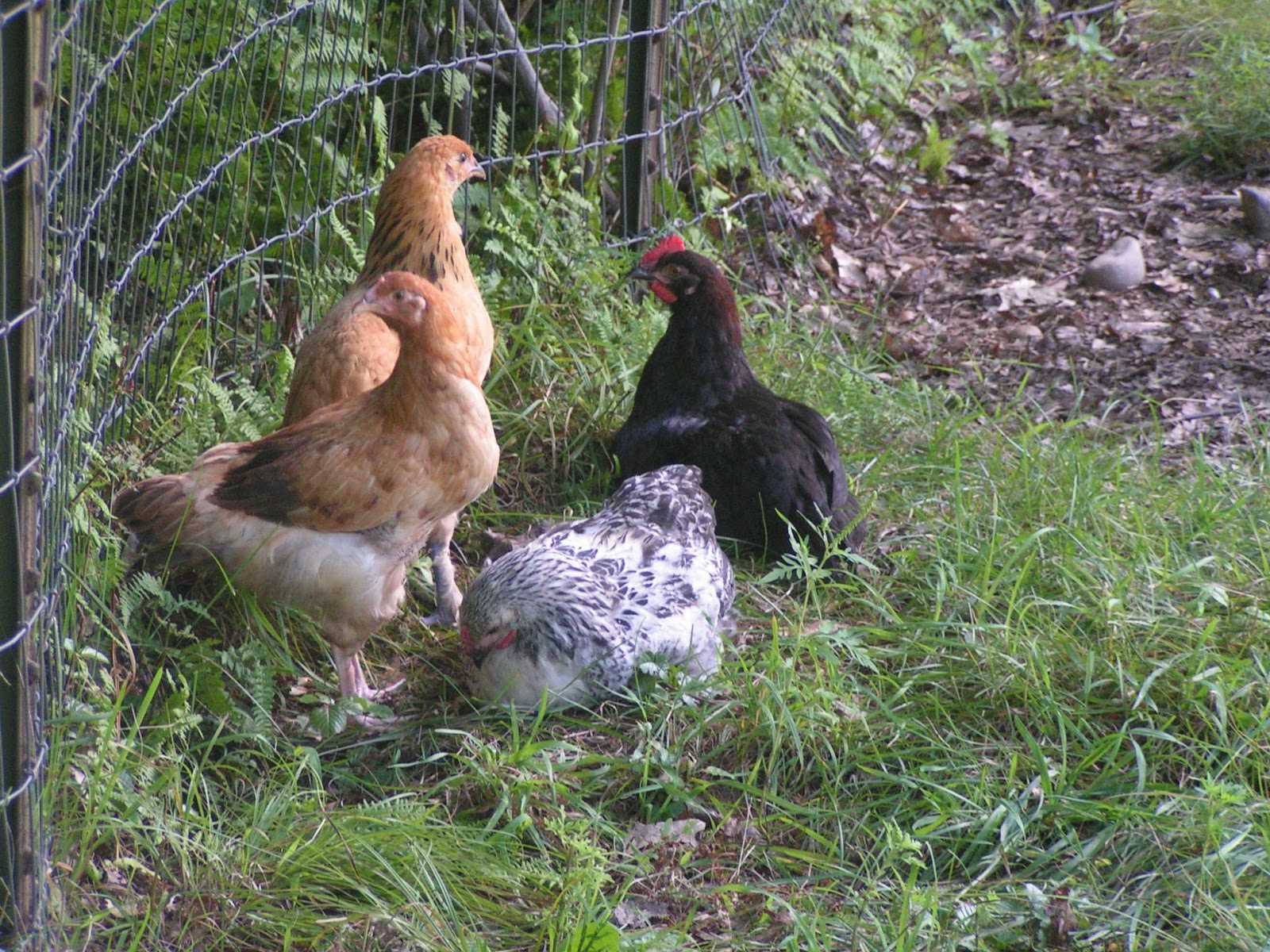 Blue Viola Farm: Growing chicks