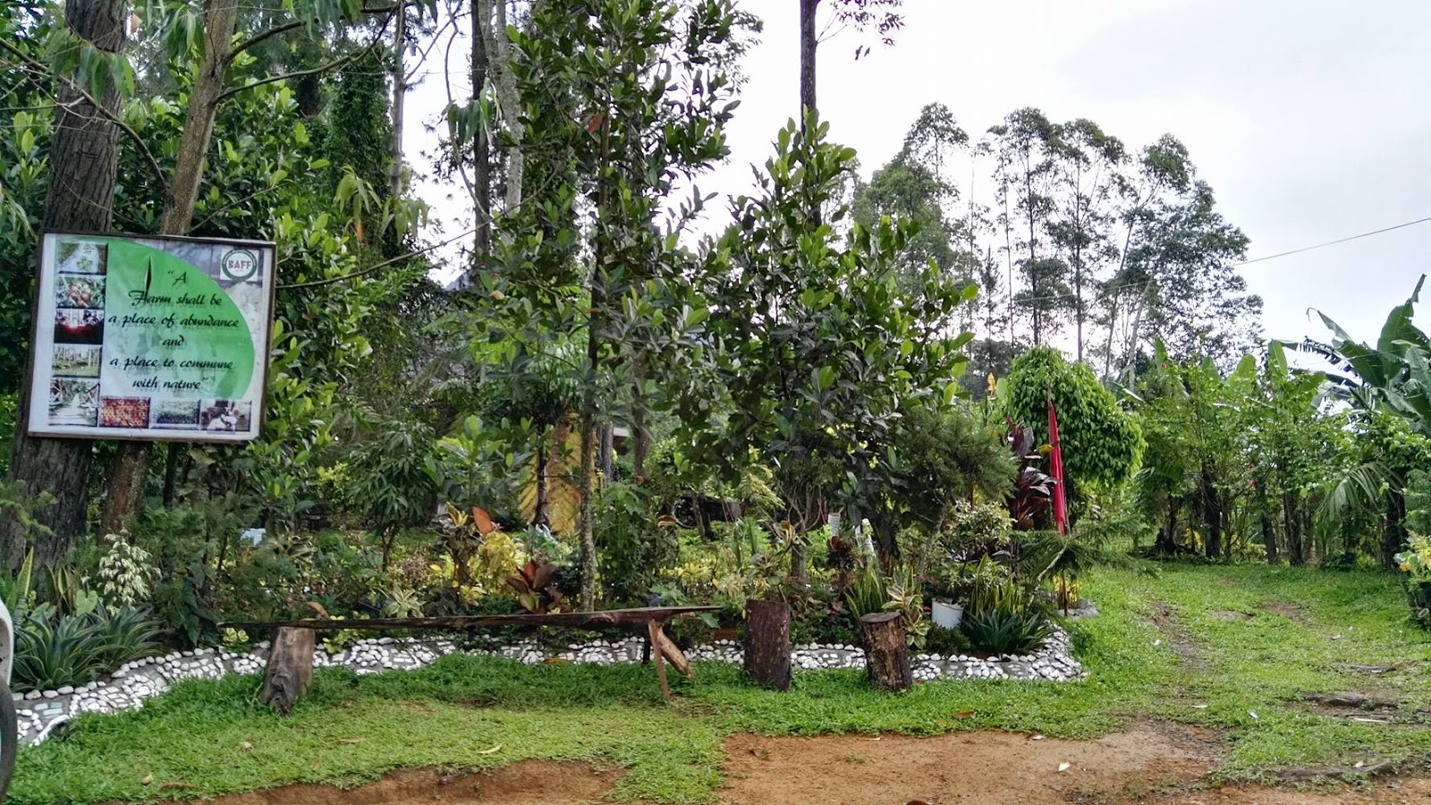 Lemon GreenTea: Home to Mt. Binahon Agro Forest Farm in Bukidnon