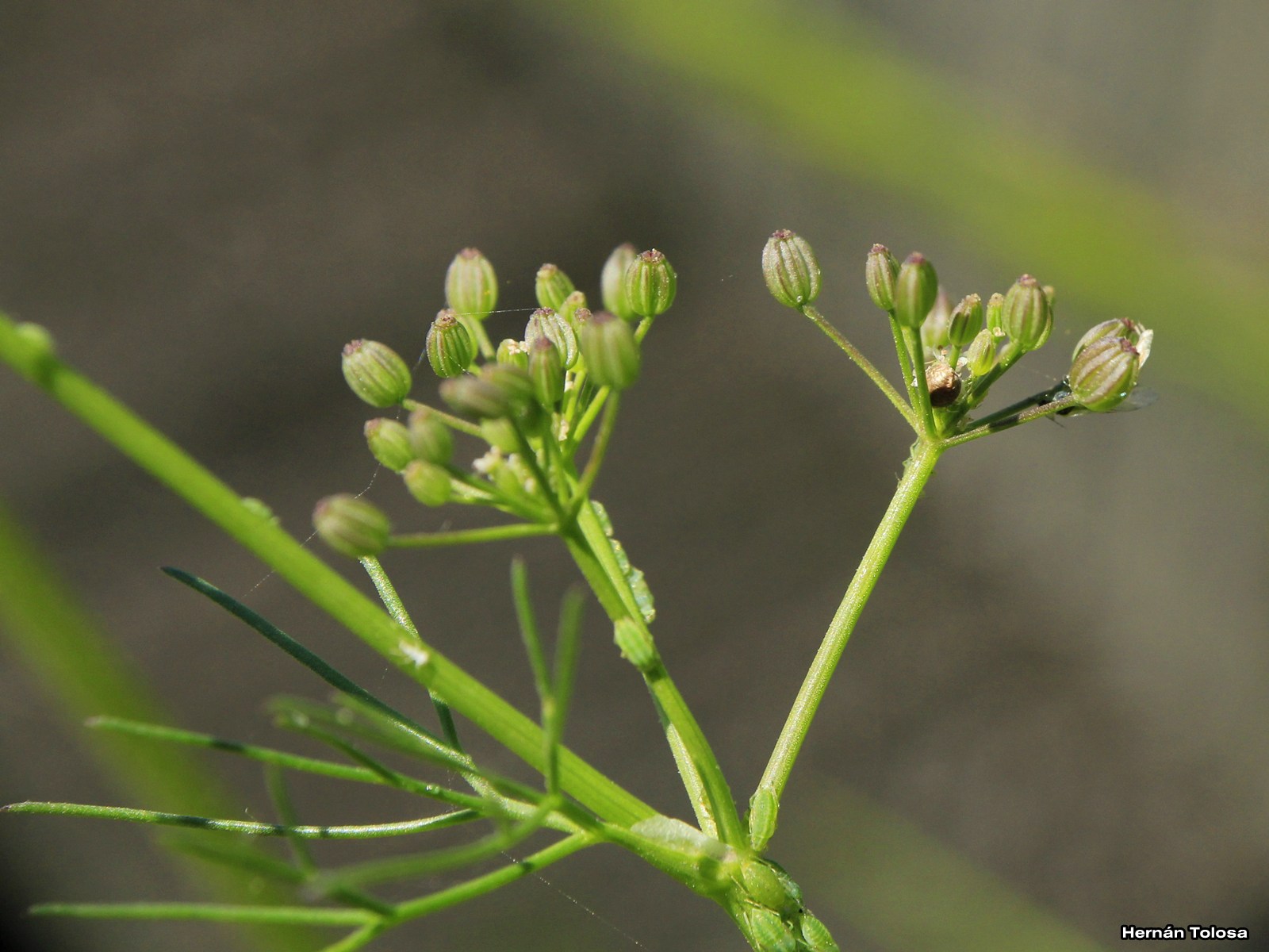 Flora Bonaerense: Apio cimarrón (Cyclospermum leptophyllum)