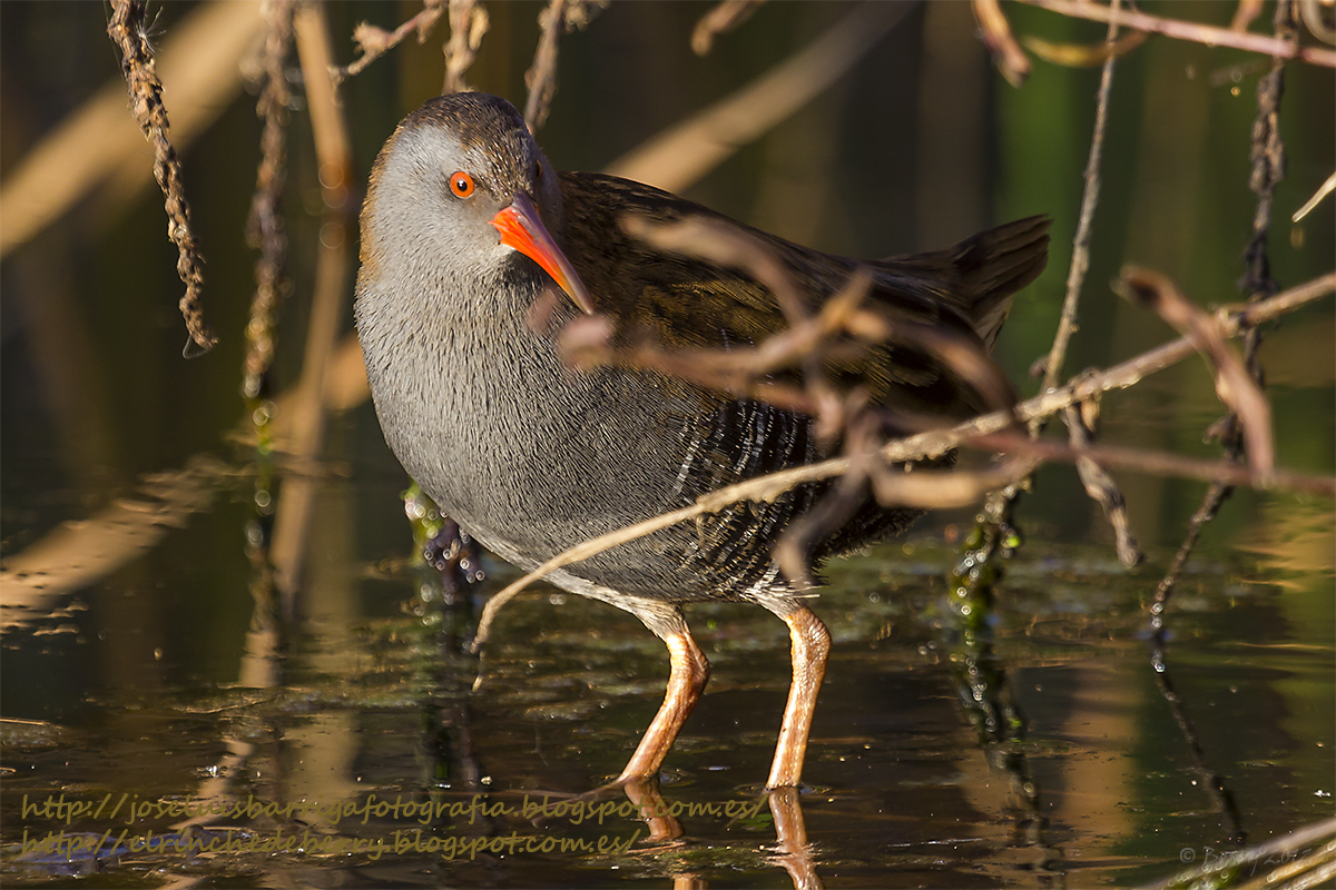 El Rinche de Berry : Fotos de Aves