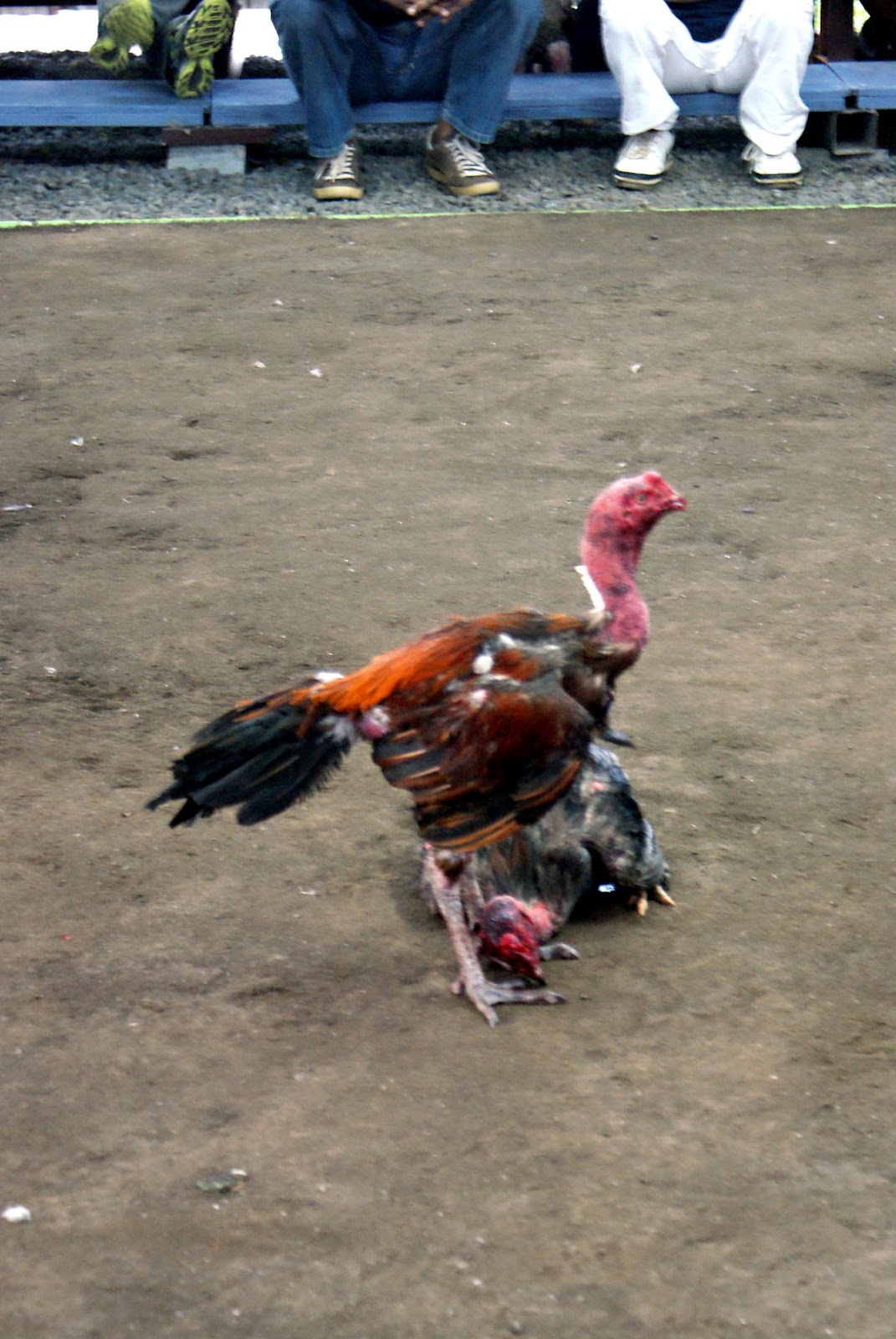 EthnoPassion: Batailles de coqs