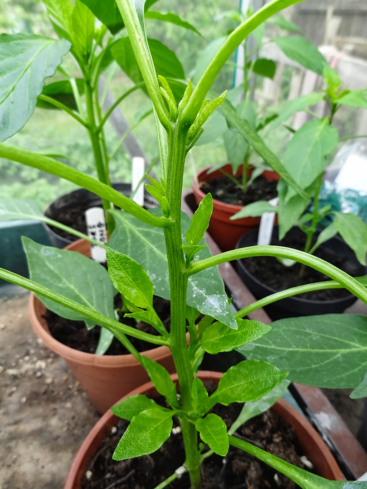 Down on the Allotment: The World's Longest Chilli