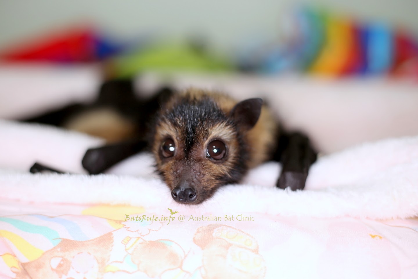 Rehab | Cairns Qld Megabat babies Spectacled in care, Pteropus ...