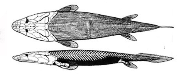 Blog de la Vida Prehistórica: Panderichthys