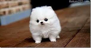 Mundo Animal: Los animales mas tiernos