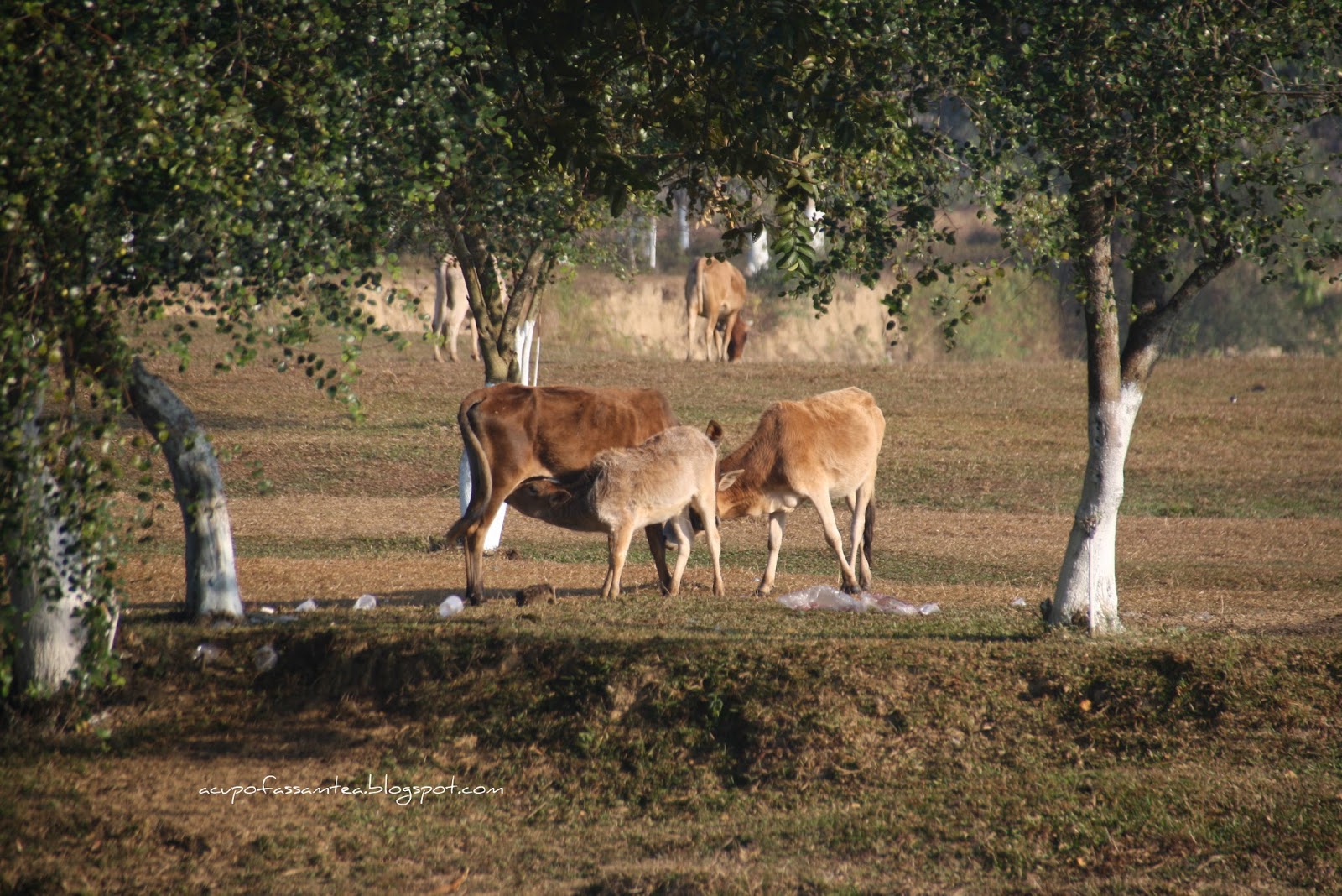 Glimpse of Assamese village scene