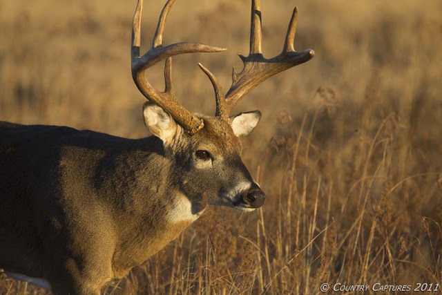 Country Captures: A Hour in a Buck's Life: Part 1
