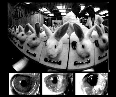 Tiempo Animal: Draize-Test