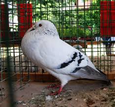 Bohemian Ice Cropper | BD PIGEONS