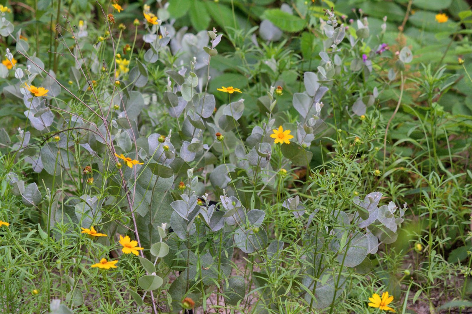 Nature Ramblers: Ramble Report June 29 2017