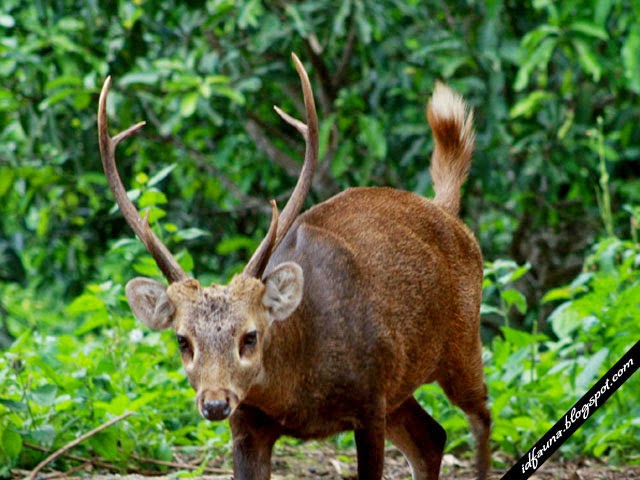 Rusa Bawean, Fauna Khas Jawa Timur | ID Fauna